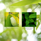 natural digestive support chewables