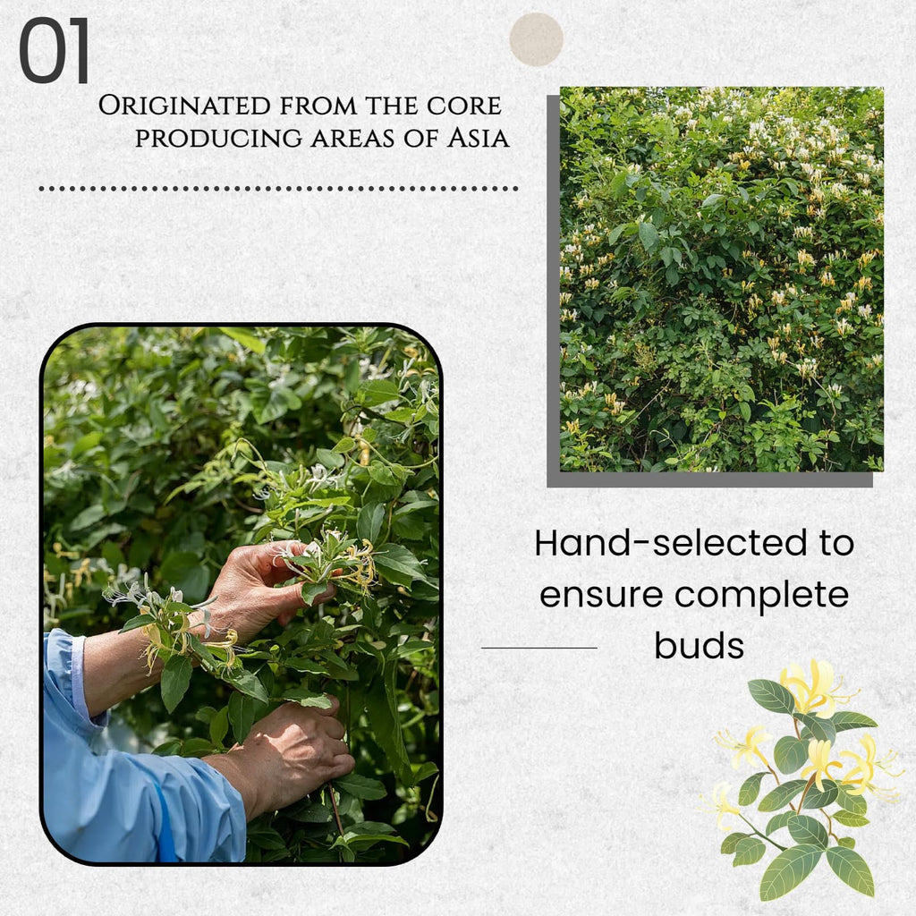 natural dried honeysuckle tea benefits
