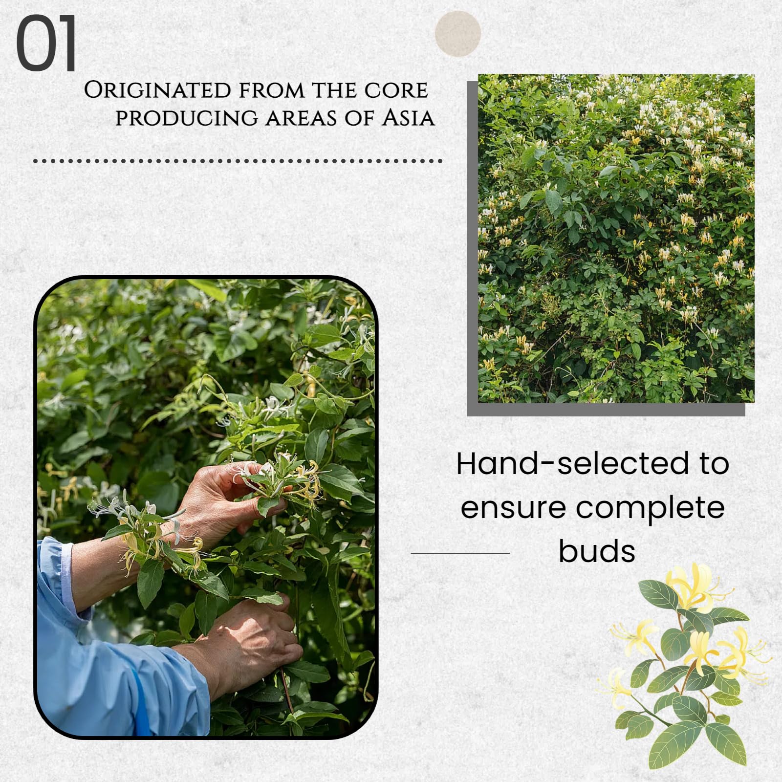 natural dried honeysuckle tea benefits