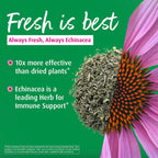 natural echinacea for cold relief
