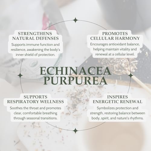 natural echinacea for immune support