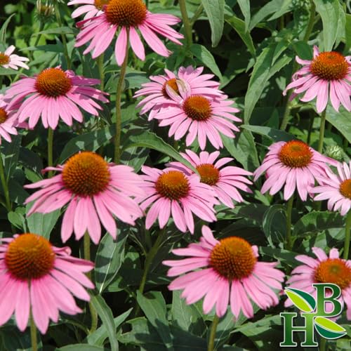 natural echinacea for immune support