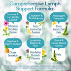 natural echinacea for seasonal wellness