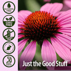 natural echinacea for wellness