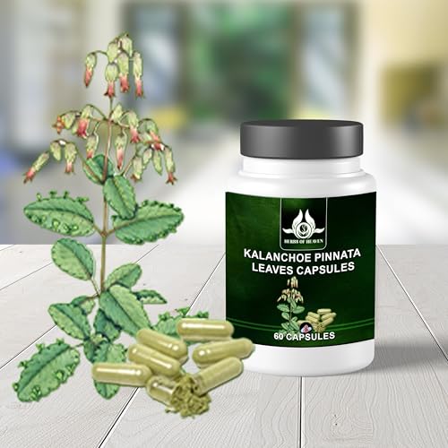 Natural echinacea supplement for immune support