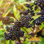 Natural elderberry for immune support