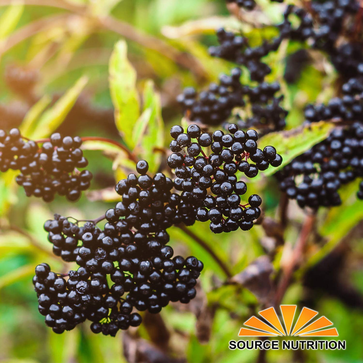 Natural elderberry for immune support
