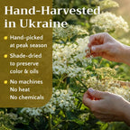 natural elderflower tea for refreshing brew