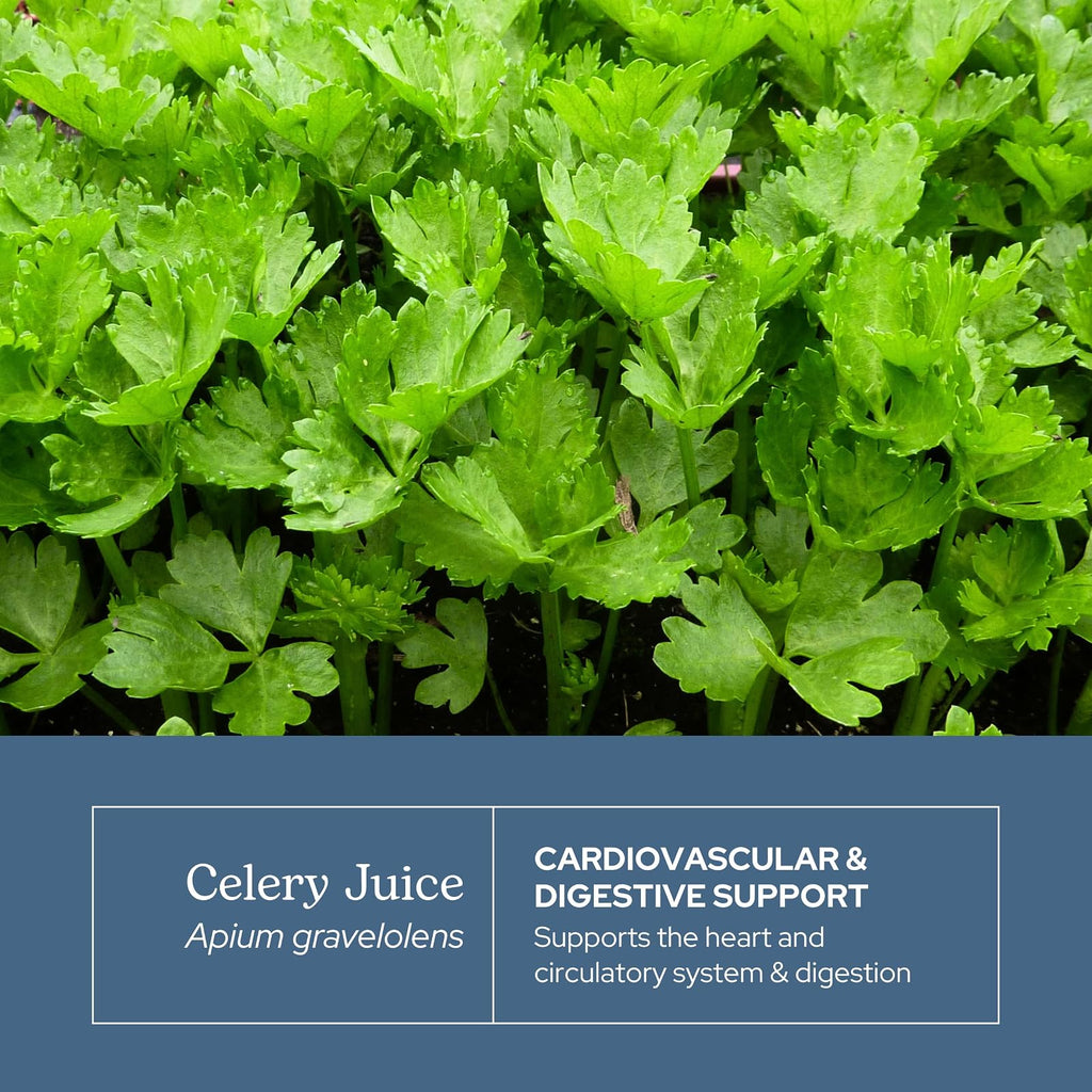 natural energy boost celery capsules
