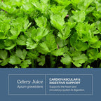 natural energy boost celery capsules