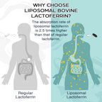 natural energy boost from lactoferrin