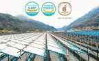 Natural energy boost ginseng tea