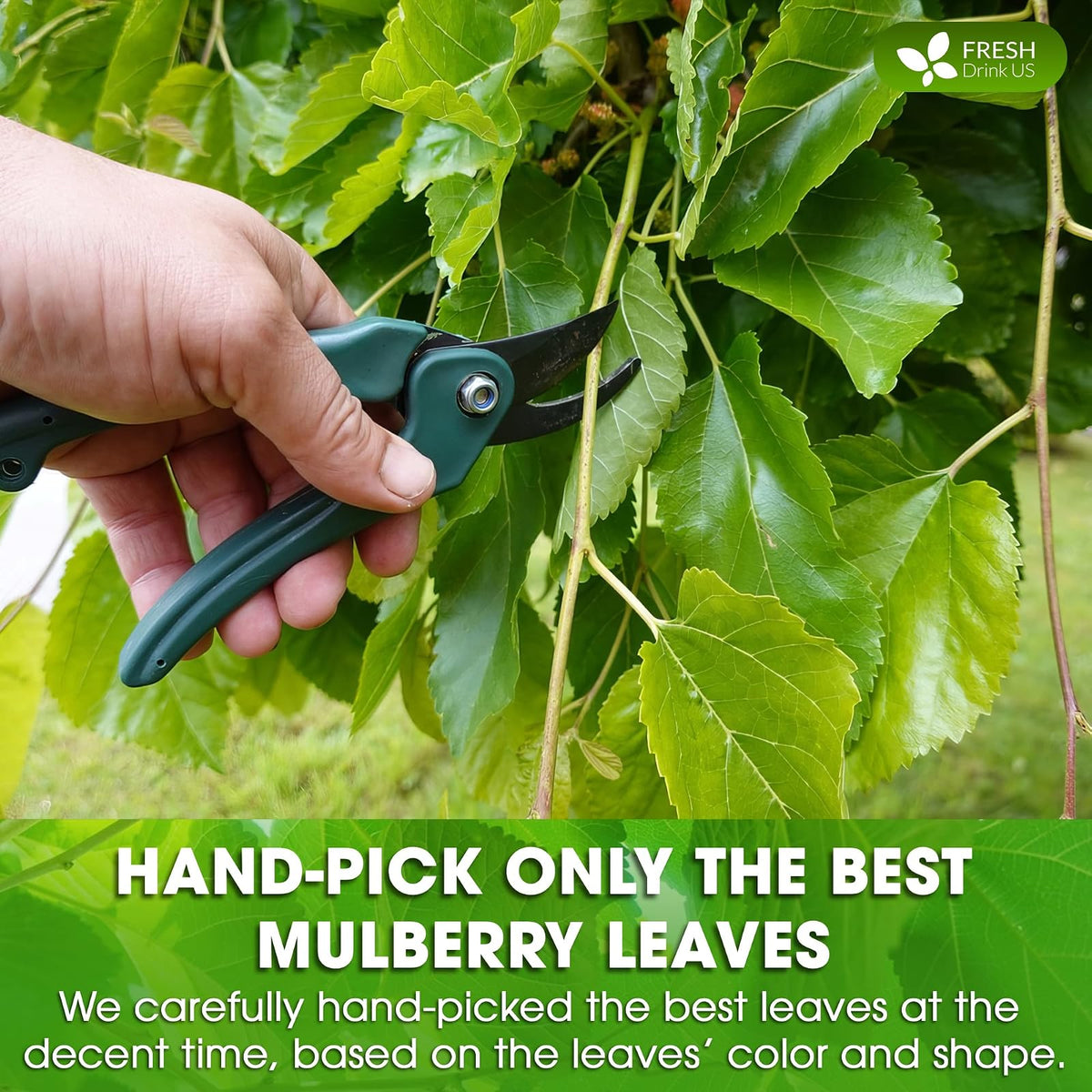 natural energy boost mulberry leaf powder