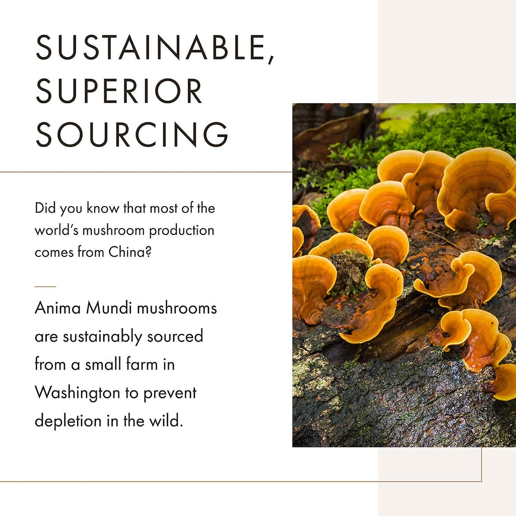 natural energy boost mushroom blend