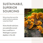 natural energy boost mushroom blend