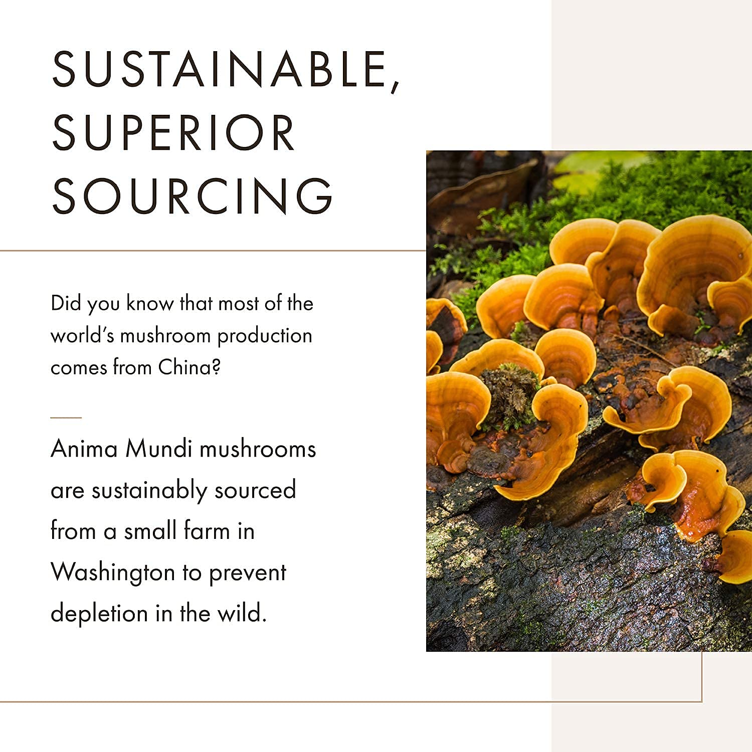 natural energy boost mushroom blend