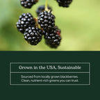 natural energy boost with blackberry powder