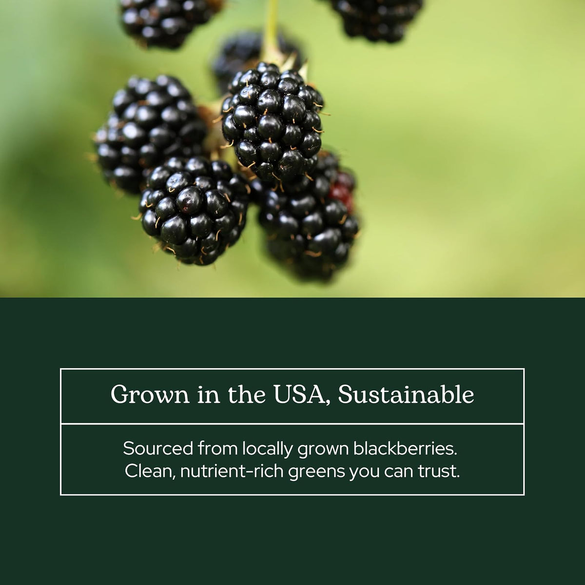 natural energy boost with blackberry powder