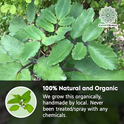 natural energy boost with echinacea