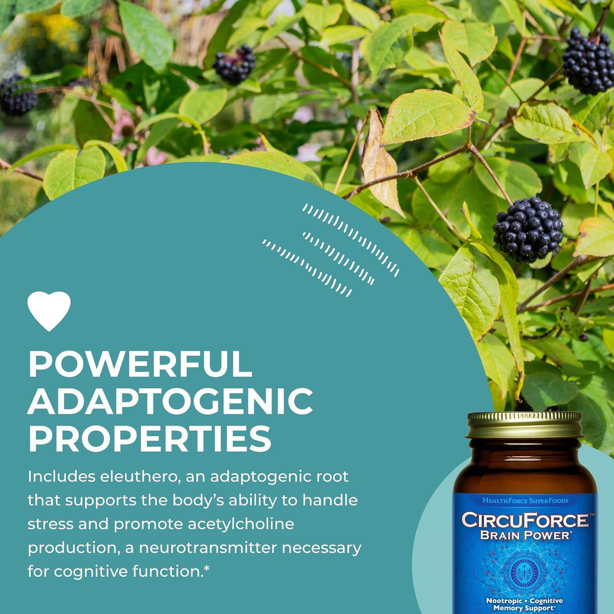 natural energy boost with ginkgo biloba