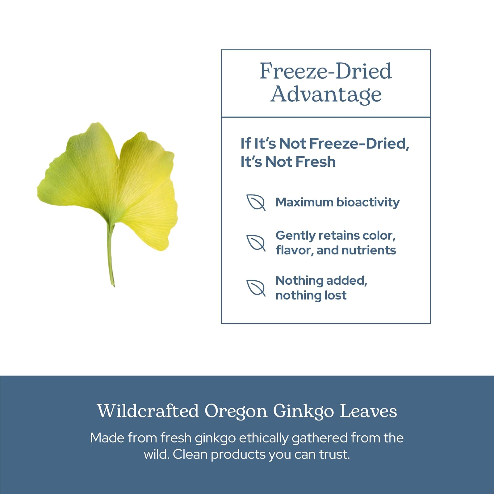 Natural energy boost with Ginkgo Biloba