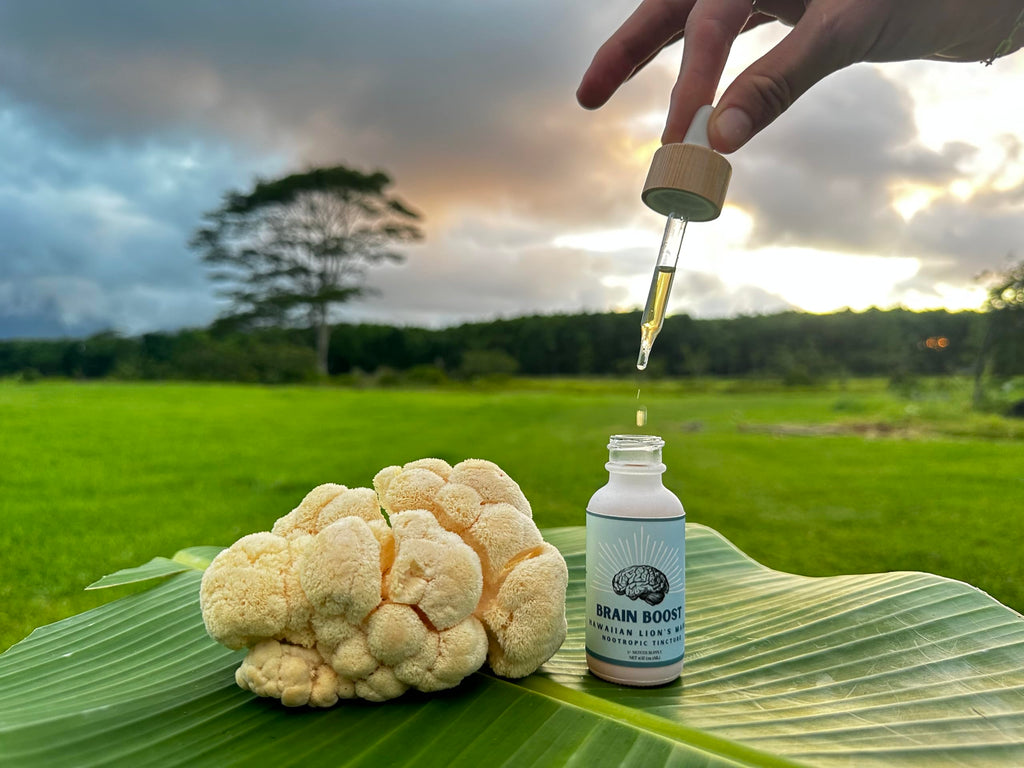 Natural energy boost with Gotu Kola