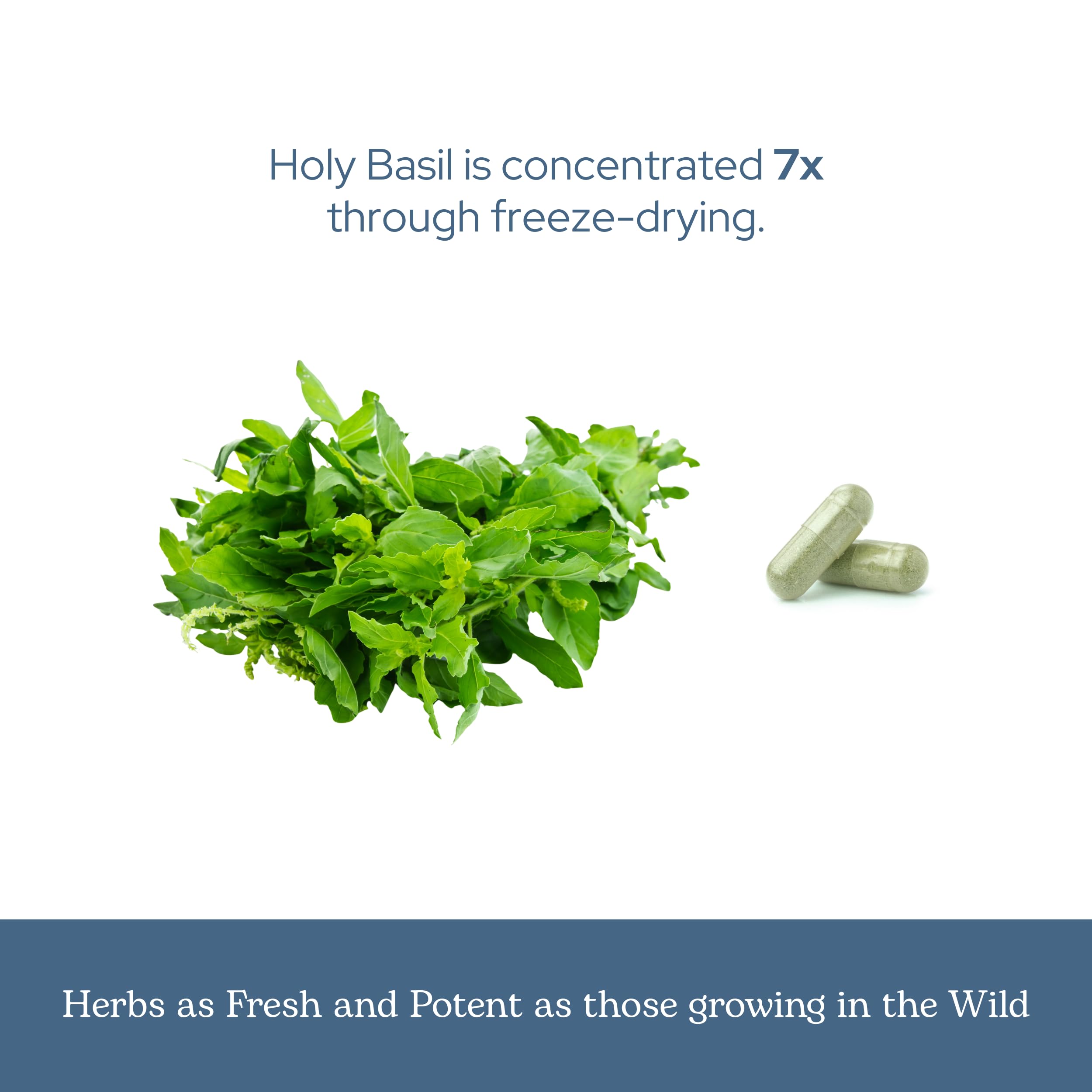 natural energy boost with holy basil