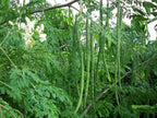 Natural energy boost with Moringa