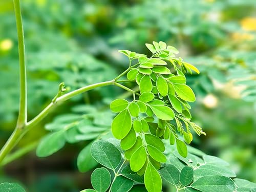 natural energy boost with moringa