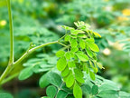 natural energy boost with moringa