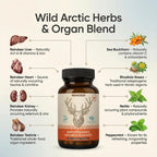 Natural energy boost with reindeer organ