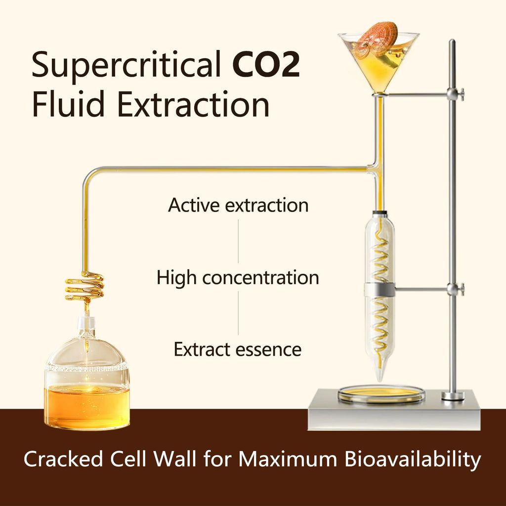 Natural energy boost with Reishi