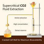 Natural energy boost with Reishi