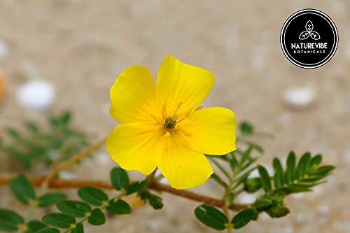 natural energy boost with tribulus supplement