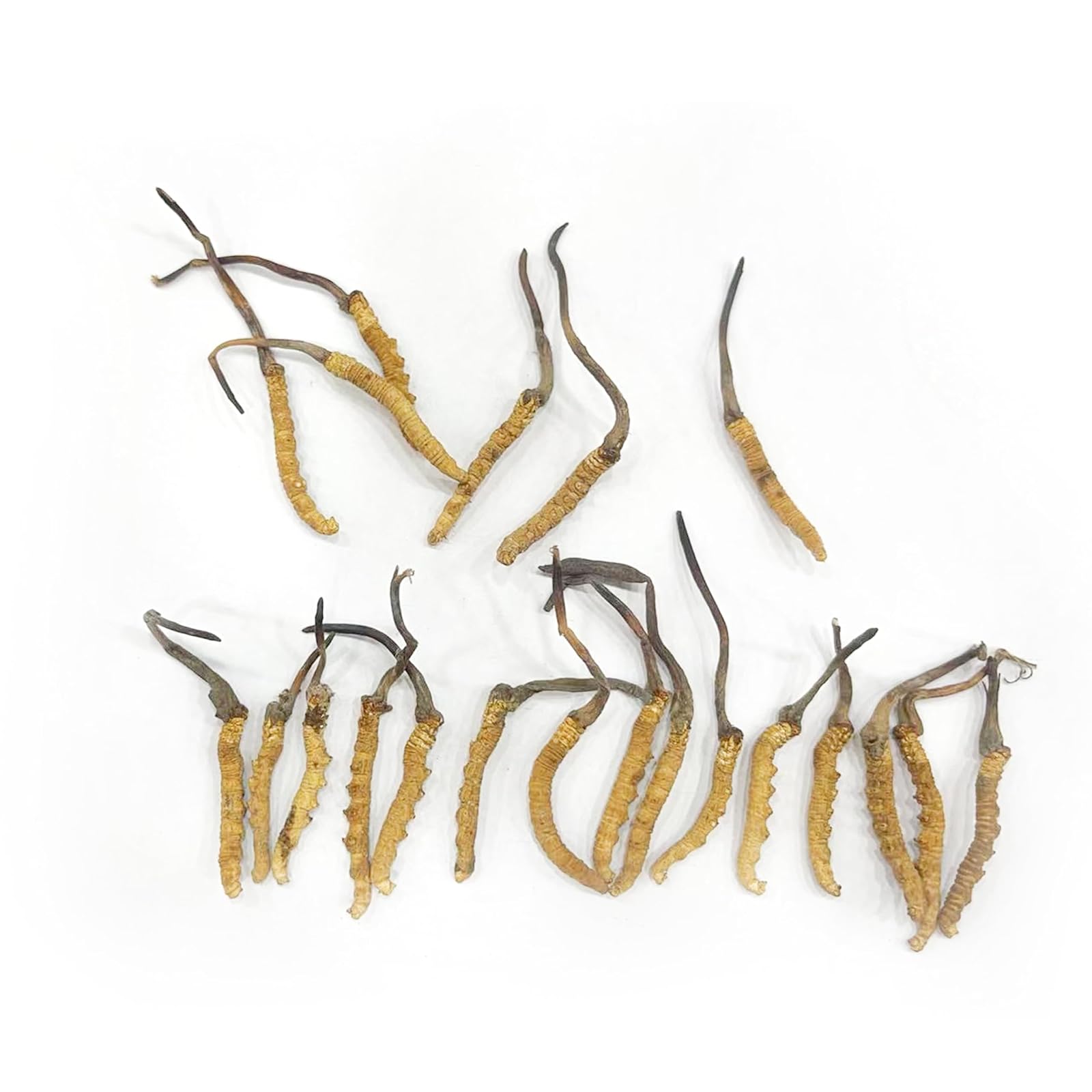 Natural energy booster Cordyceps Sinensis