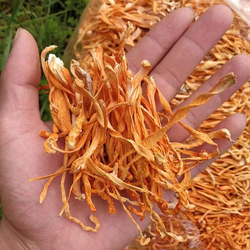 Natural energy booster Cordyceps