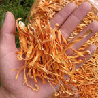 Natural energy booster Cordyceps