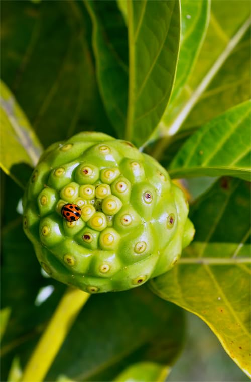 Natural energy booster from Noni