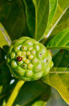 Natural energy booster from Noni