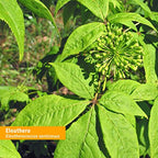 natural energy booster ginseng extract