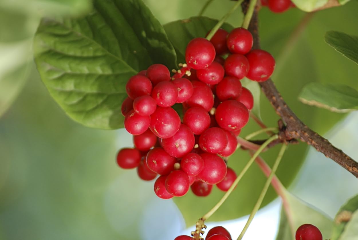 natural energy booster supplements