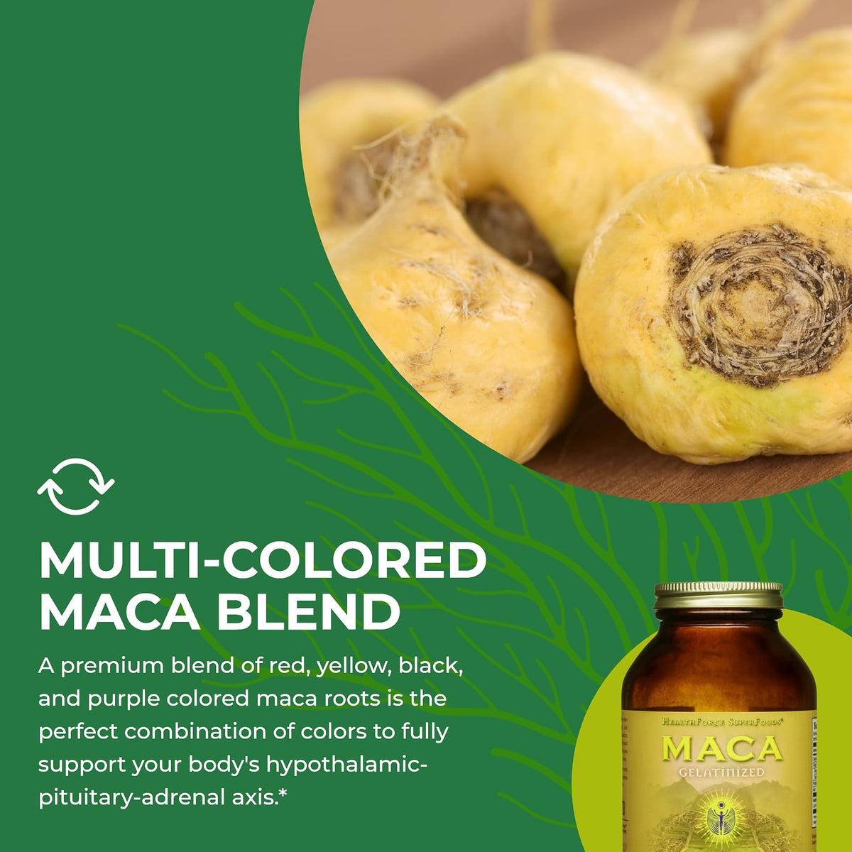 Natural energy supplement Gelatinized Maca