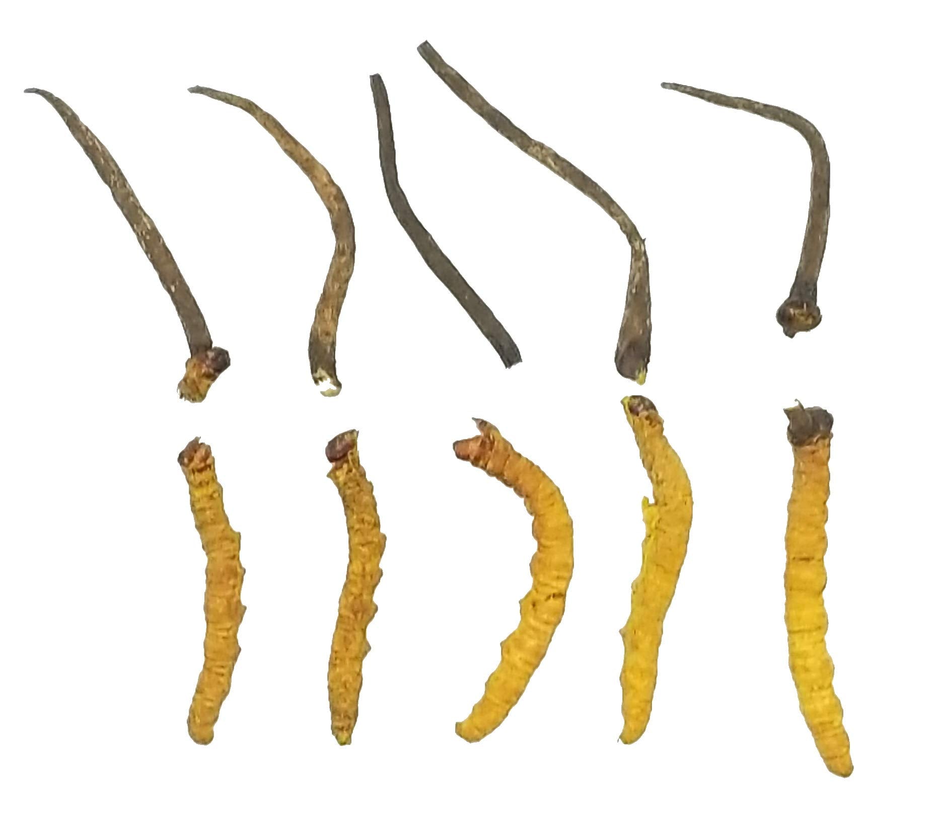 natural energy supplement mushrooms