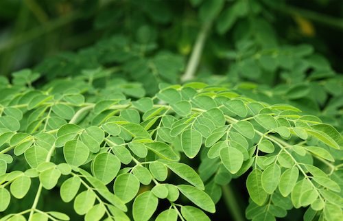 natural energy supplement with moringa
