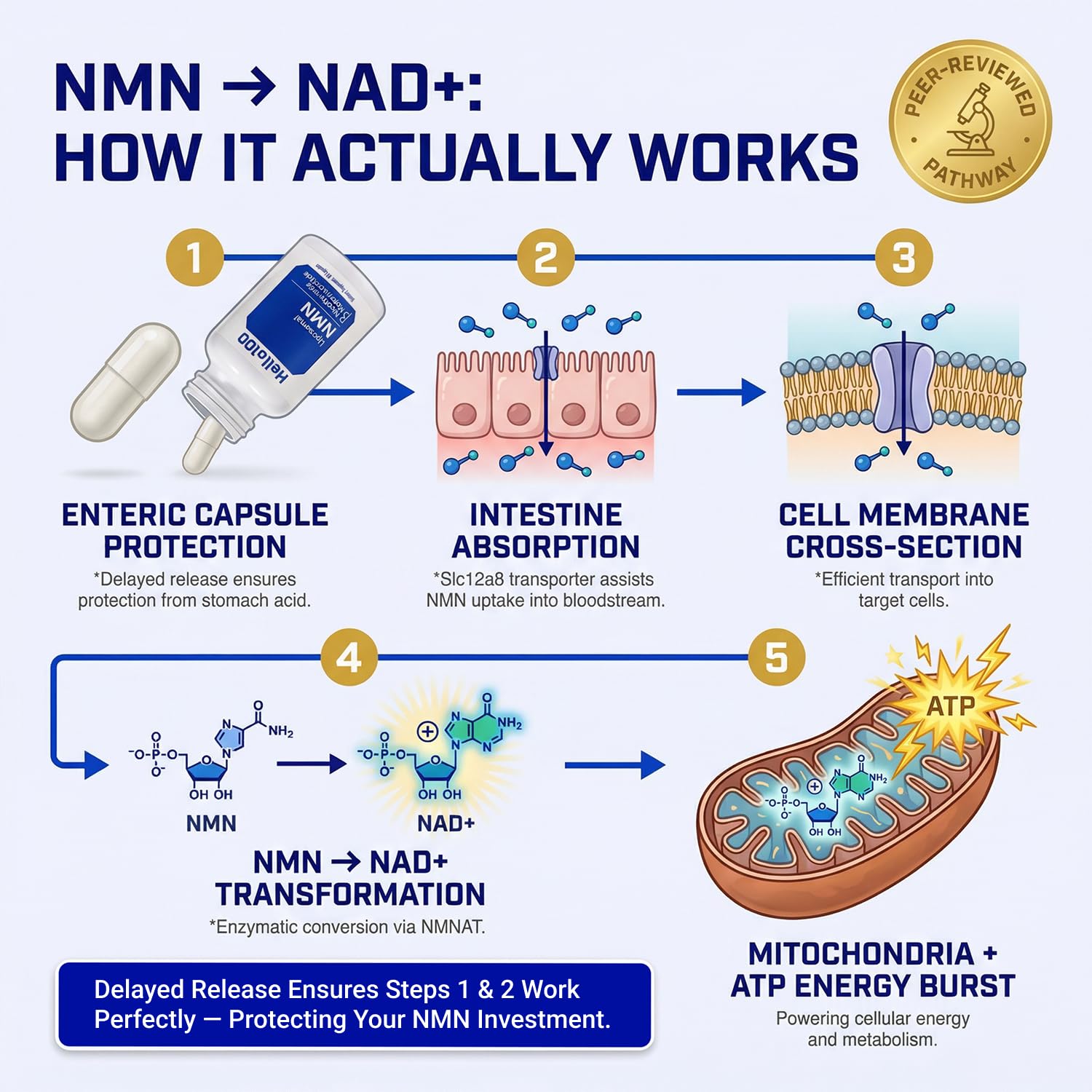 natural energy support supplement