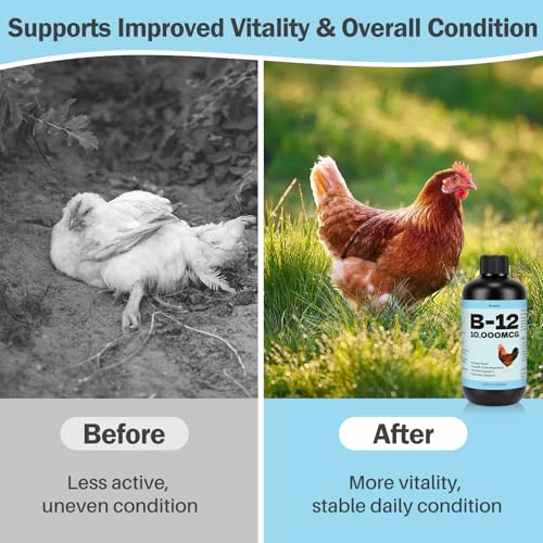 Natural energy support with B12