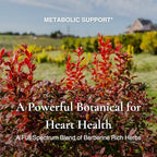 natural energy support with TriBerine