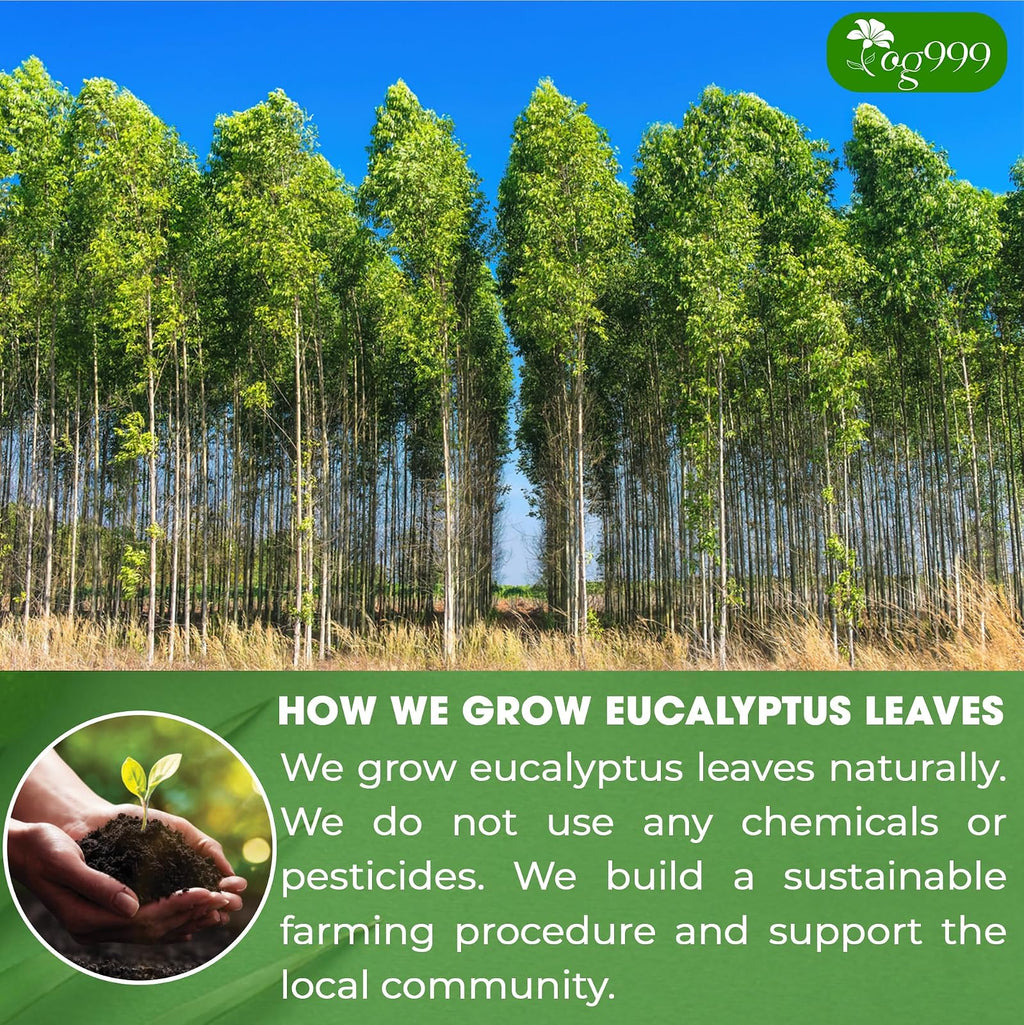 natural eucalyptus detox tea