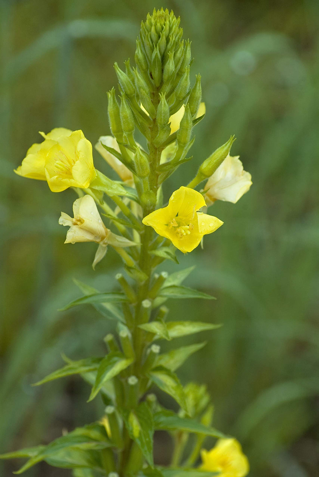 natural evening primrose for balanced wellness