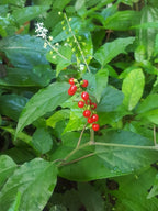 natural fertility herbal tea blend